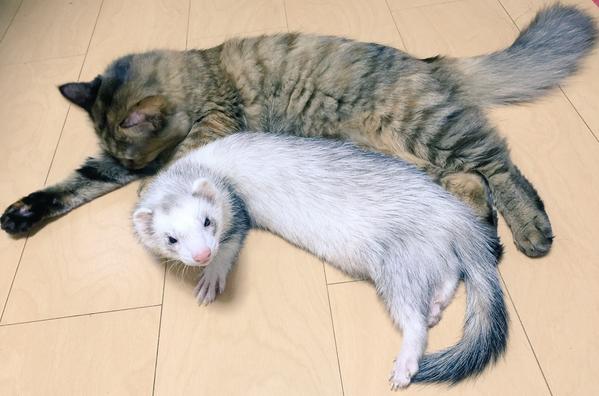 A Family of Five Ferret Brothers Adopt a Rescue Kitten and Accept Her ...