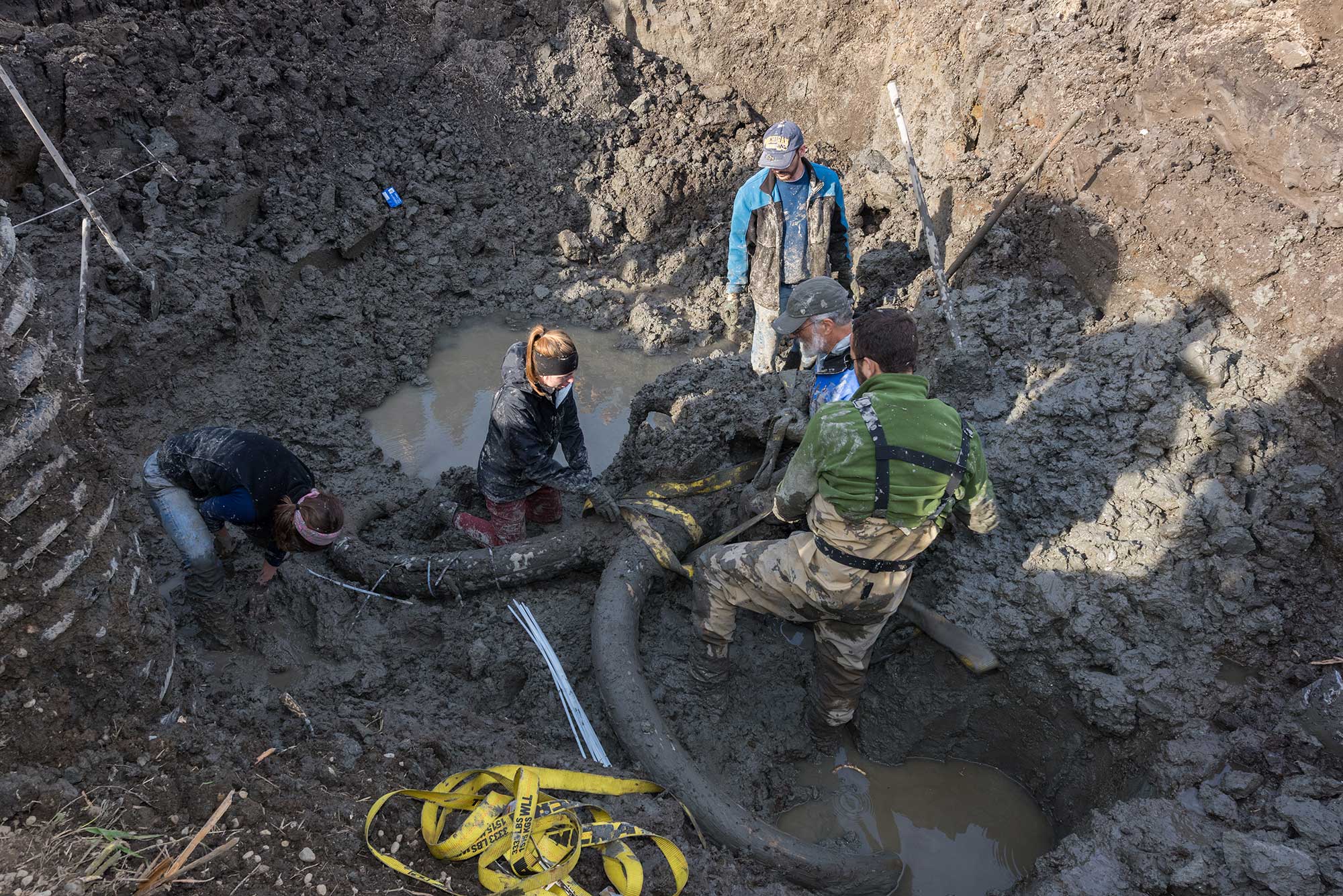 Farmer Discovers the Partial Remains of a Wooly Mammoth on His Land in ...