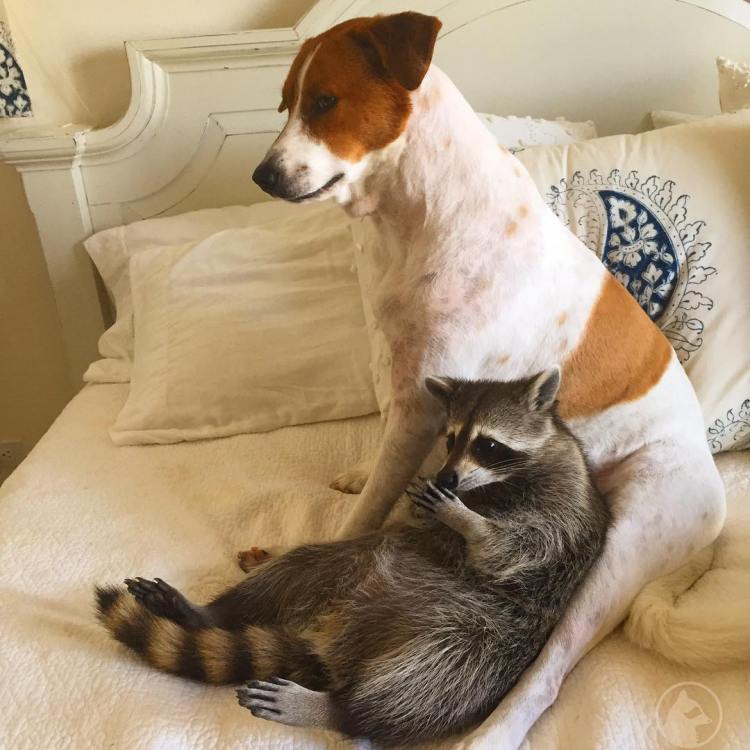 Pumpkin the Rescued Baby Raccoon Fits Right In With Her Family of ...