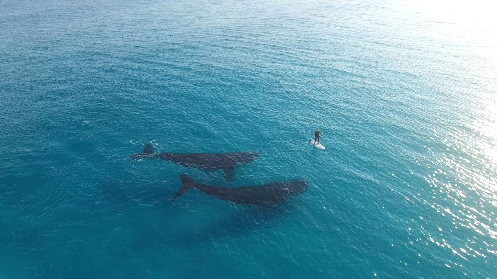 A Couple of Whales Keep a Lone Paddle Boarder Company in the Tranquil ...