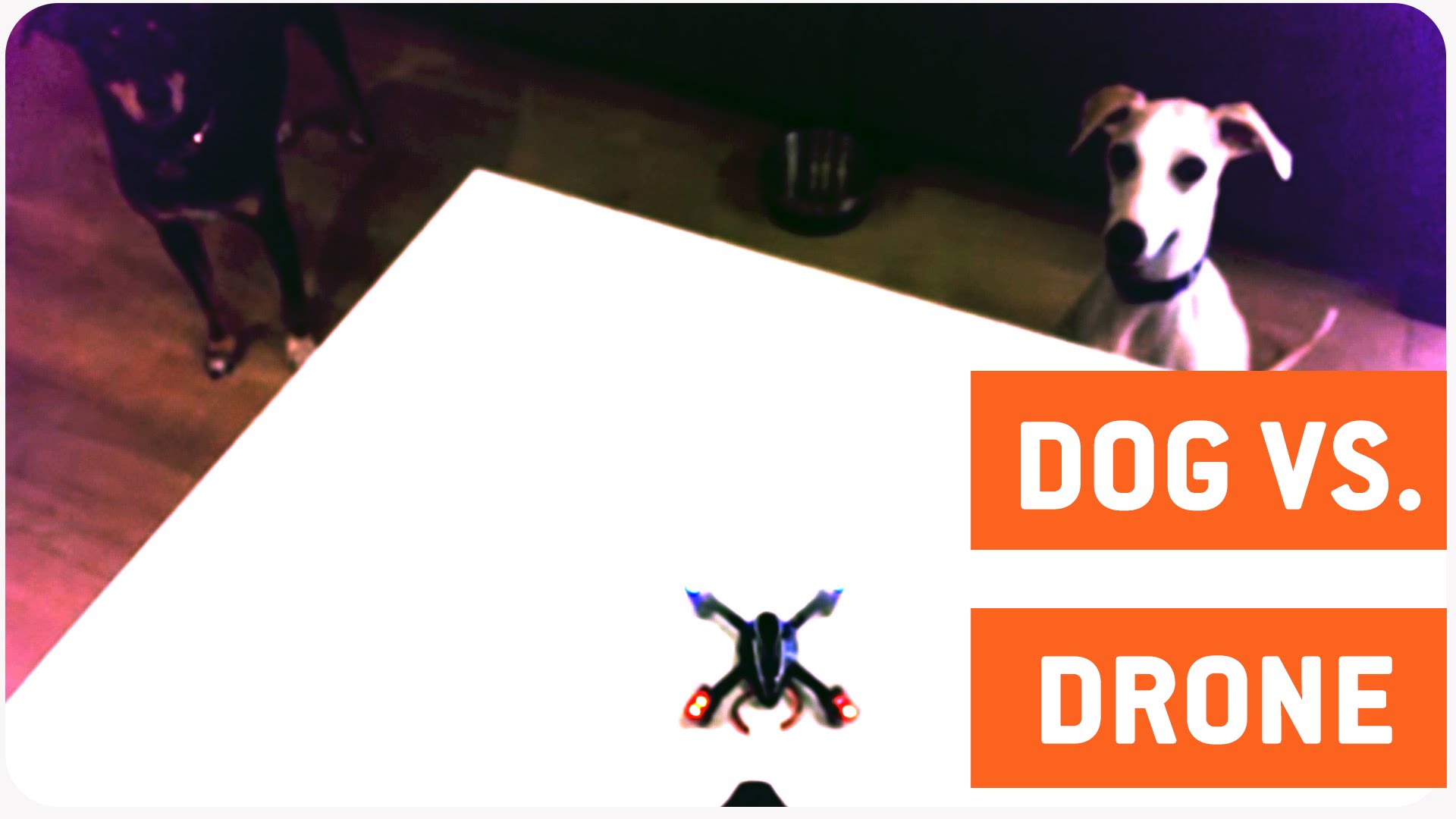 A Dog Ends a Mini Quadcopter Drone's Maiden Flight Before it Begins