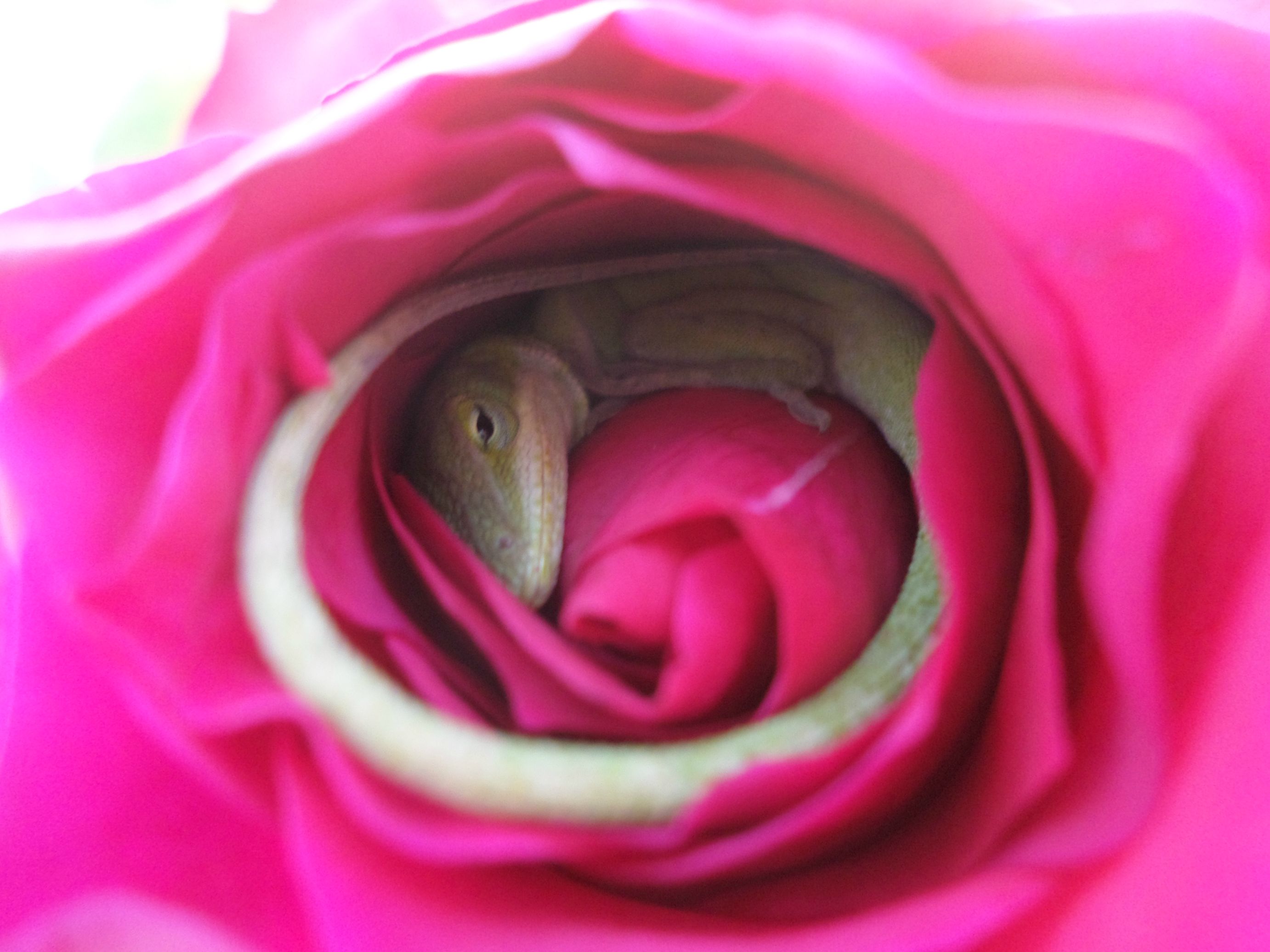 Lizard All Curled Up and Sleeping Inside Rose Petals