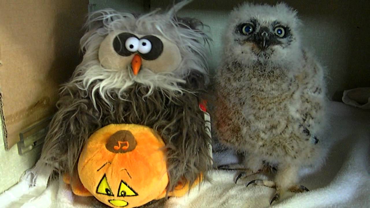 'Oakley' the Baby Great Horned Owl Dances and Sings Along With a Toy ...
