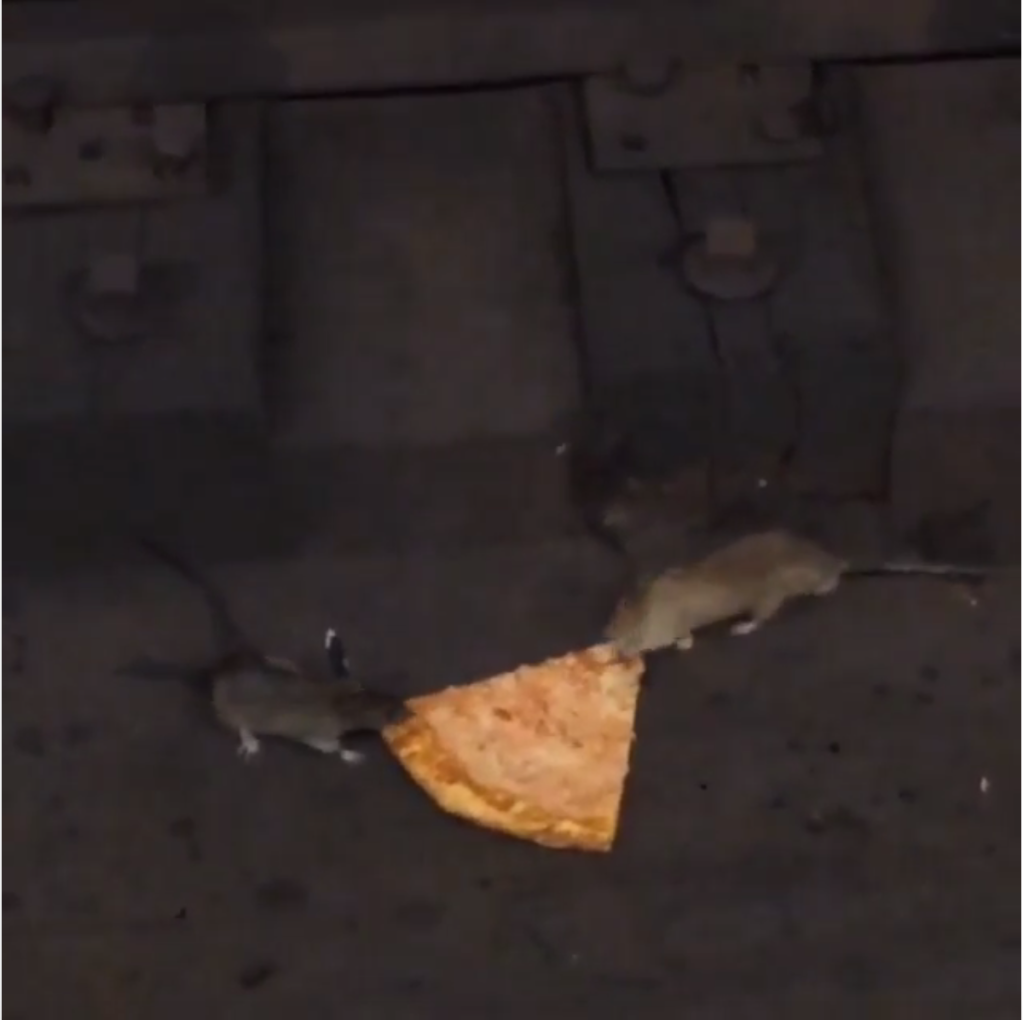 Two Rats Fighting Over a Slice of Pizza on the Subway Tracks in New ...