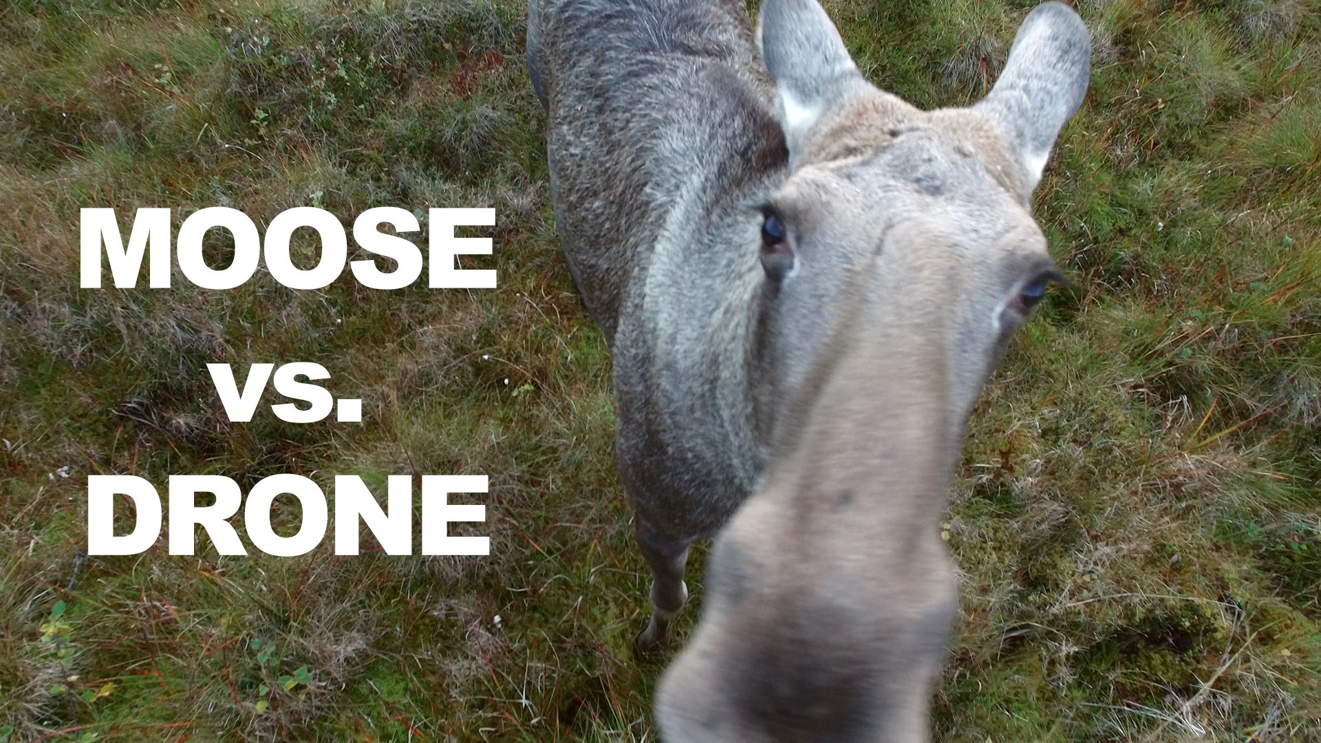 Serene Norwegian Moose Becomes Somewhat Intrigued by a Drone Flying ...
