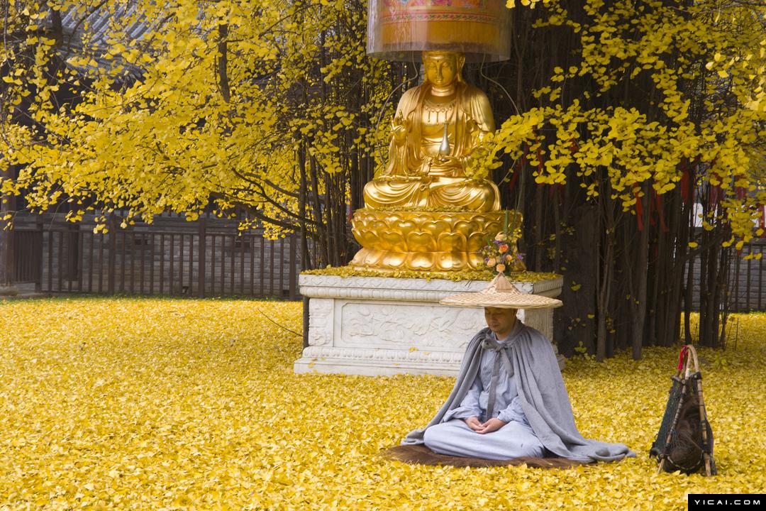 Golden Leaves From a Giant Gingko Tree Carpet the Gardens of an Ancient ...