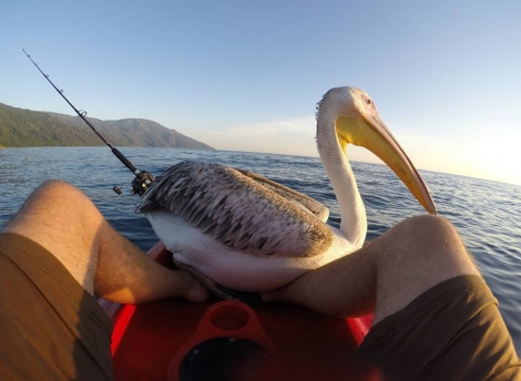 BigBird the Rescued Pelican Learns How To Fish With a Little Help From ...