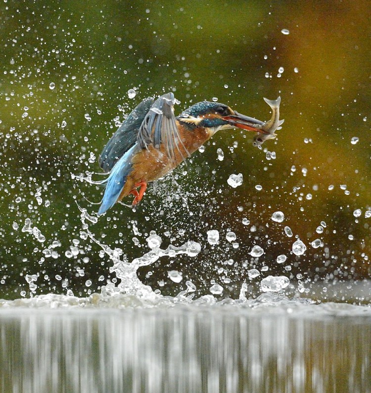 Kingfisher Bird Diving Into