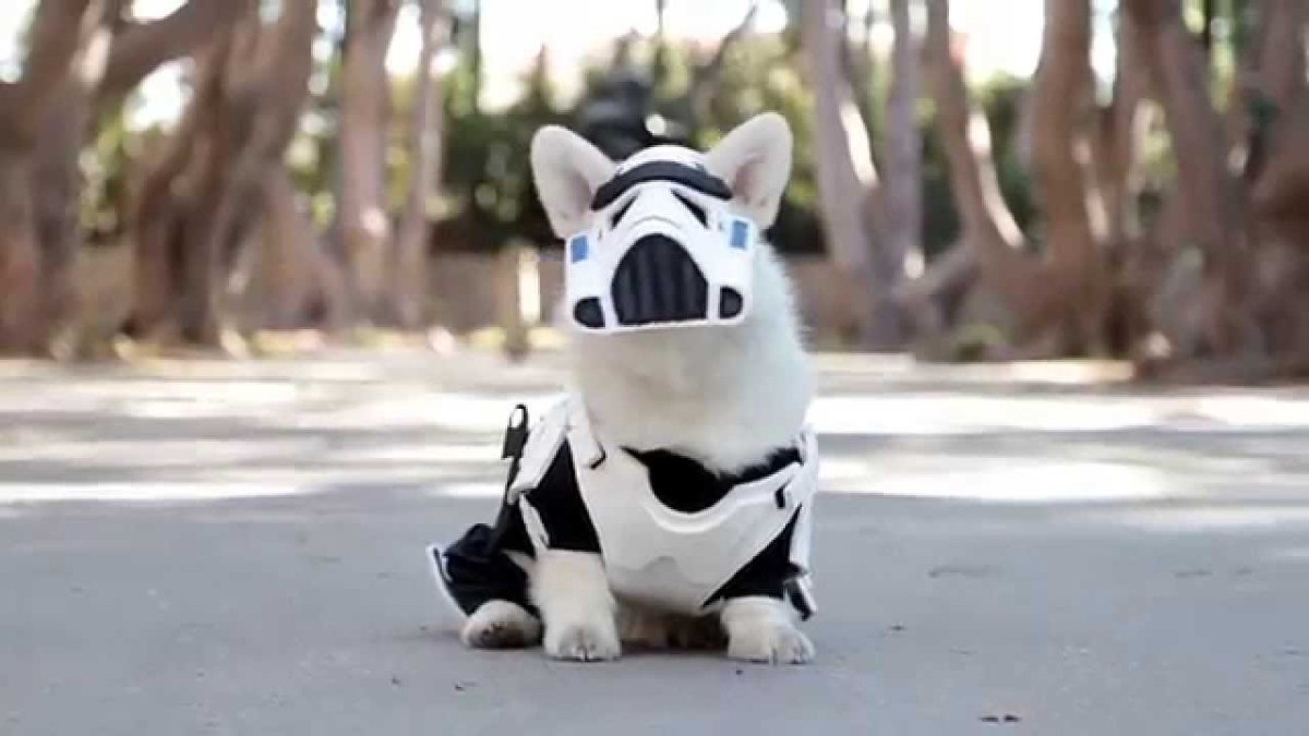 A Little White Corgi Dog Proudly Prances Around in His Custom Made ...