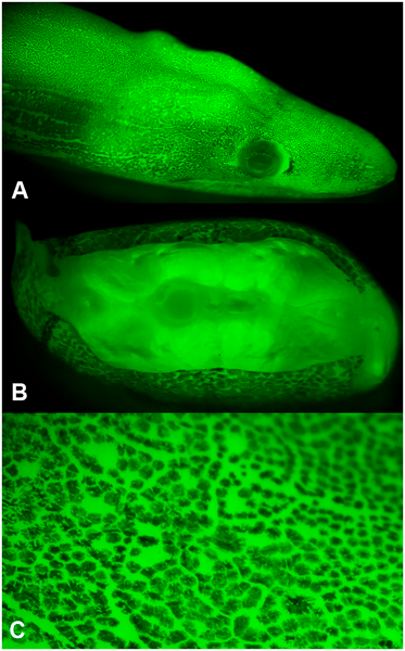 Fluorescent Eels Discovered and Photographed by Accident in the Caribbean