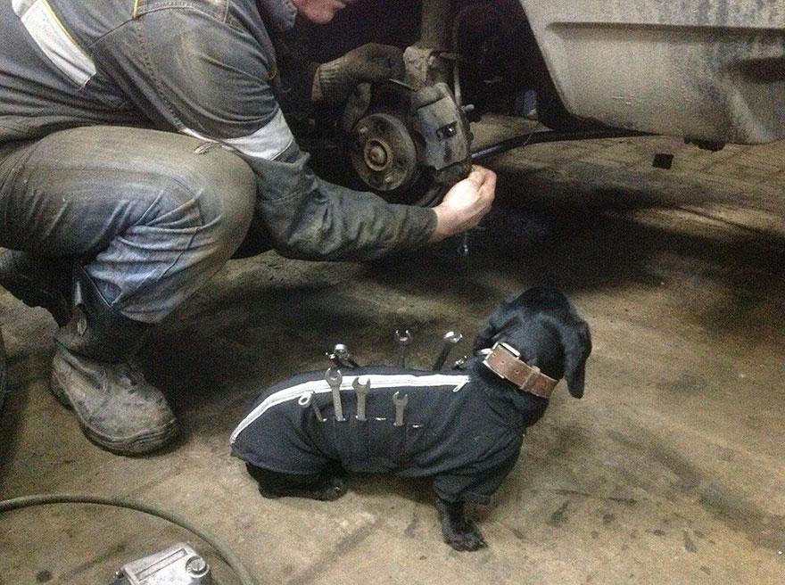 A Little Dachshund Helps His Human Repair a Car While Wearing an ...
