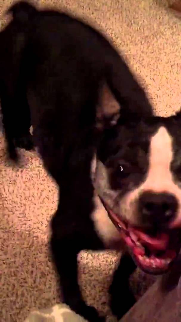 A Smiling Dog With a Great Sense of Rhythm Gleefully Dances to a ...