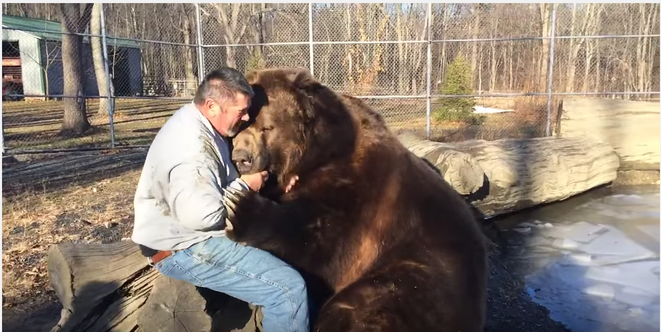 A Brave Man Trades Hugs With an Enormous but Affectionate Brown Bear