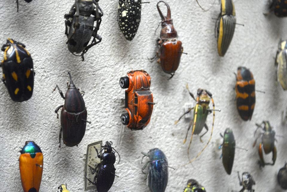 Cleveland Museum of Natural History Patron Spots a Tiny VW Beetle Mixed ...