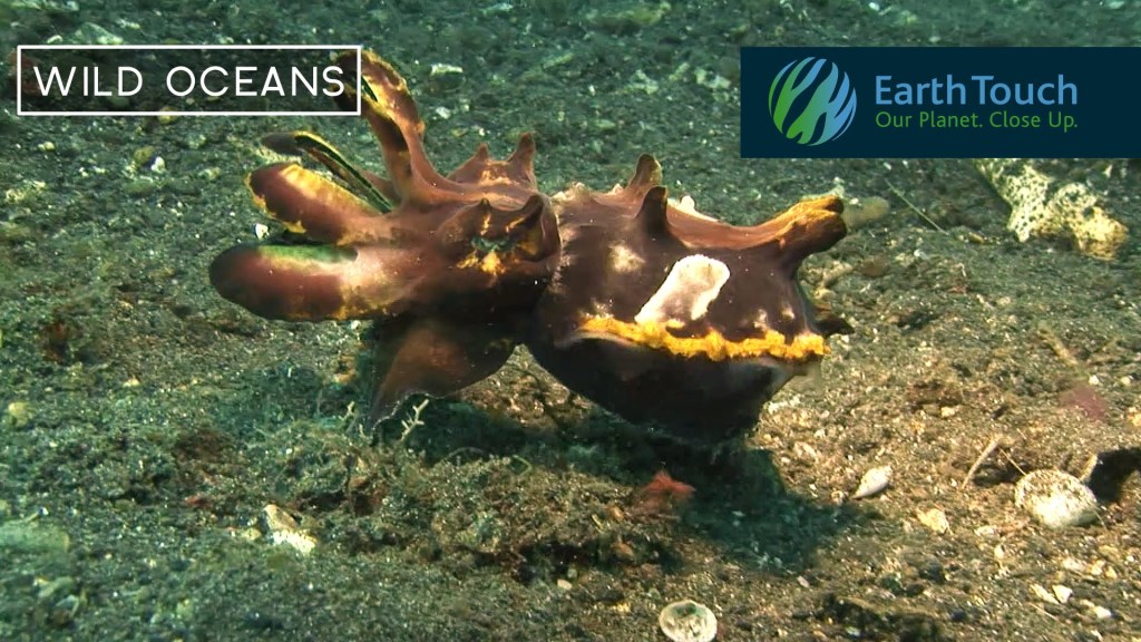 A Nimble Cuttlefish Warns Off Predators With a Dance of Many Colors