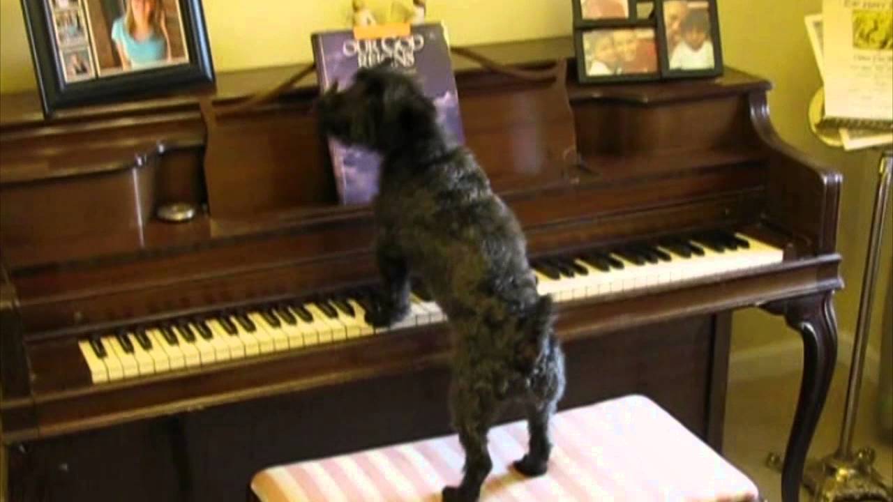 Two Little Dogs Sing and Play Piano Upon Their Human's Request