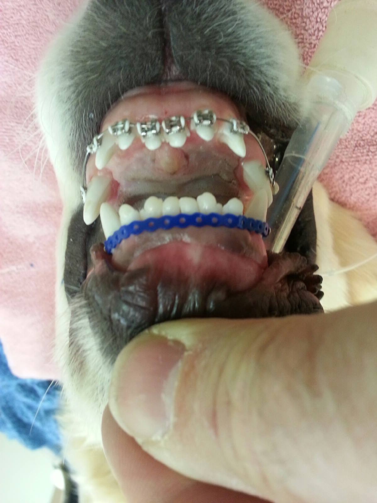 A Sweet Dog Who Couldn't Close His Mouth Properly Gets Braces on His ...