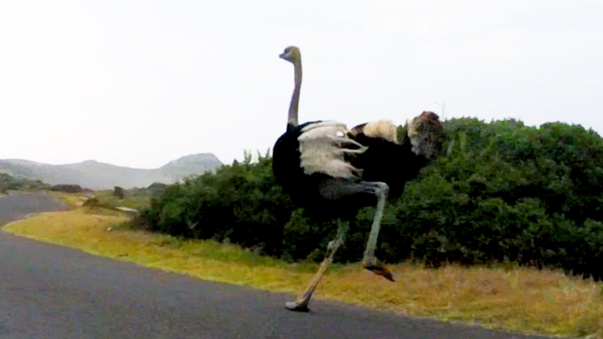 A Tenacious Ostrich Chases a Trio of Bicyclists Around the Cape of Good ...
