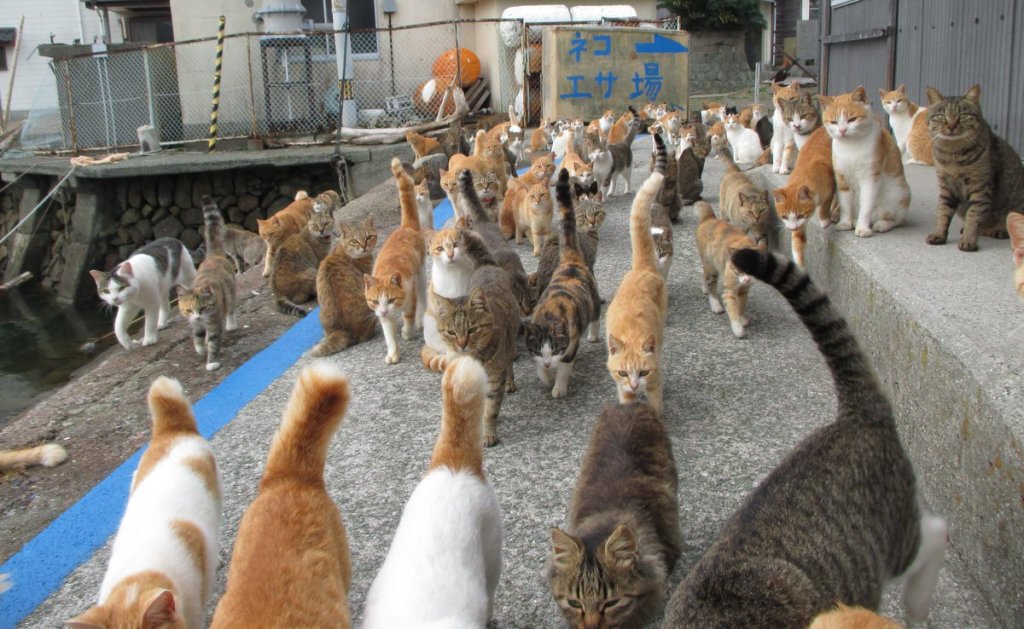 Caretaker of Japan's Cat Island Is Overwhelmed With Donations After ...