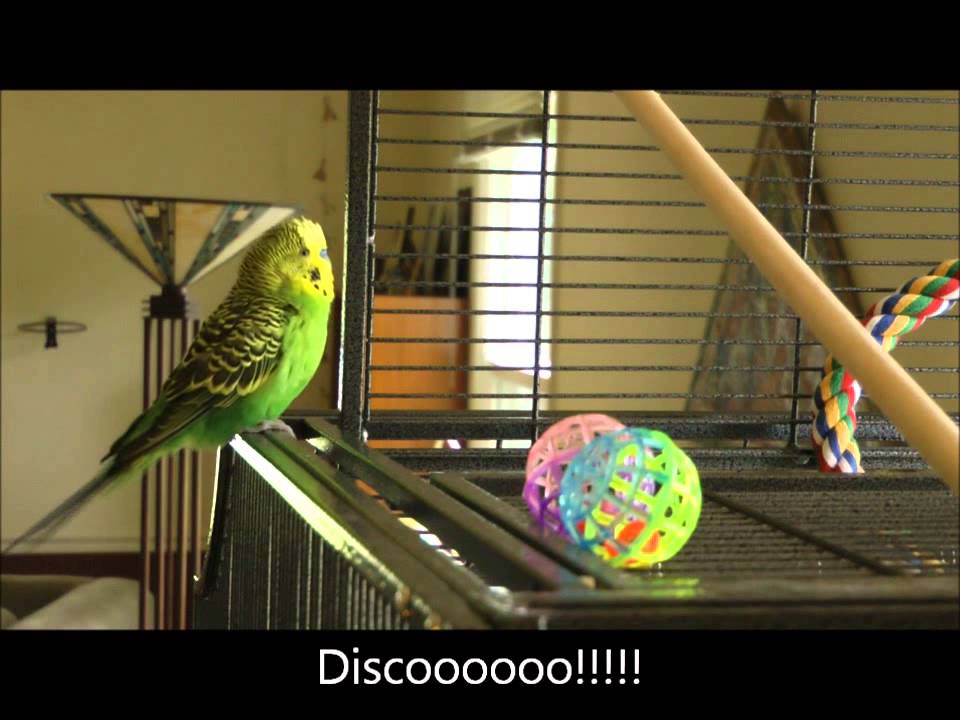 Disco The Parakeet Reciting Phrases From Pop Culture, Films and Television
