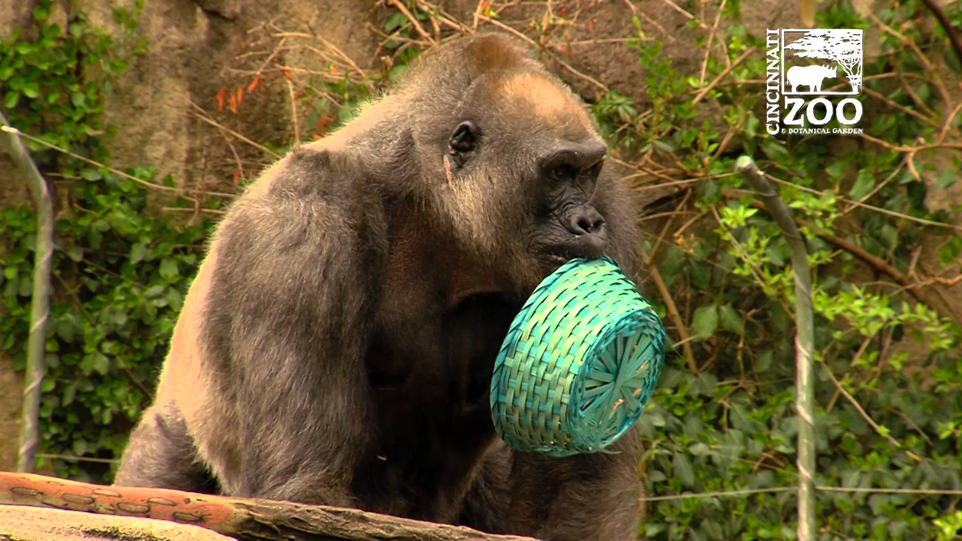 Gorillas Gleefully Gather Hidden Treats During Their Annual Easter Egg ...