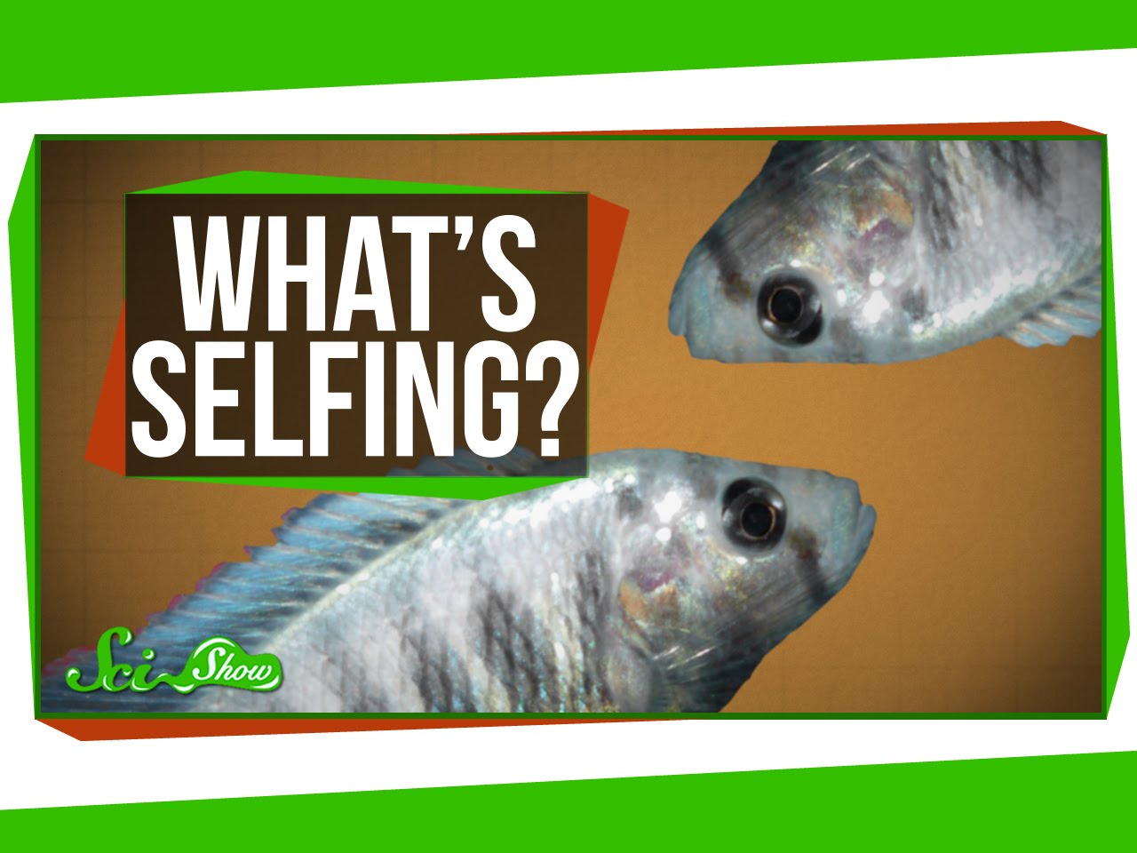 New Insight Into the Mysterious Tully Monster and How a Fish Reproduced ...