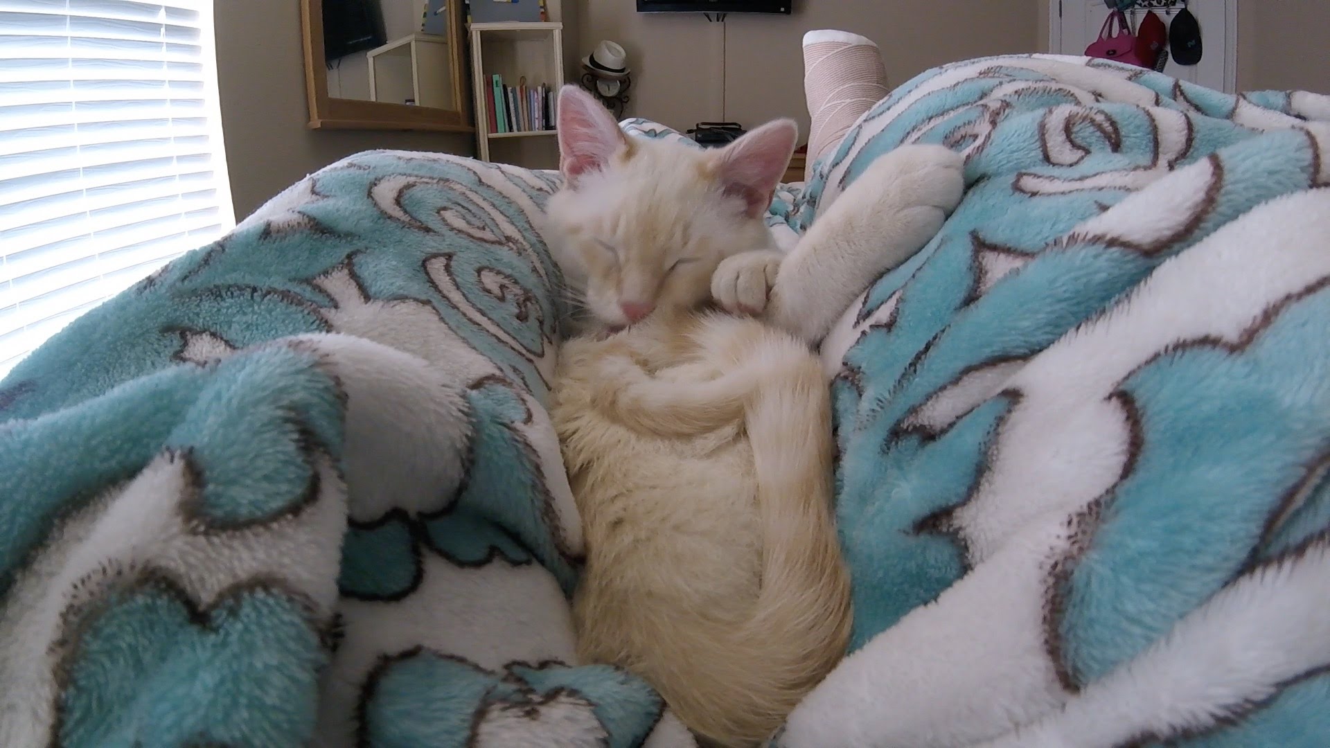 The Rescued 'Frozen Kitten' Returns the Favor When His Human Needs a ...