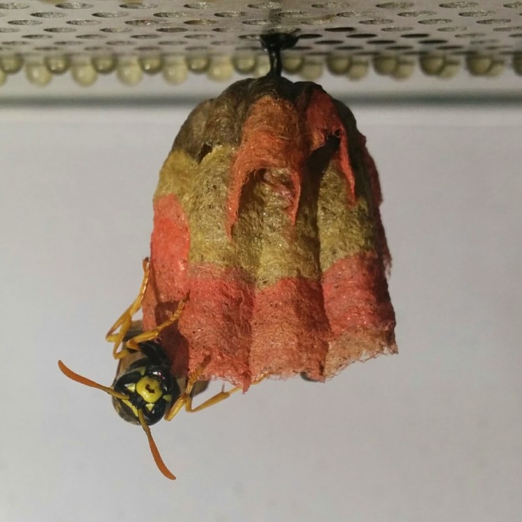 Busy Wasps Build Beautiful Rainbow Nest Using Colorful Construction ...
