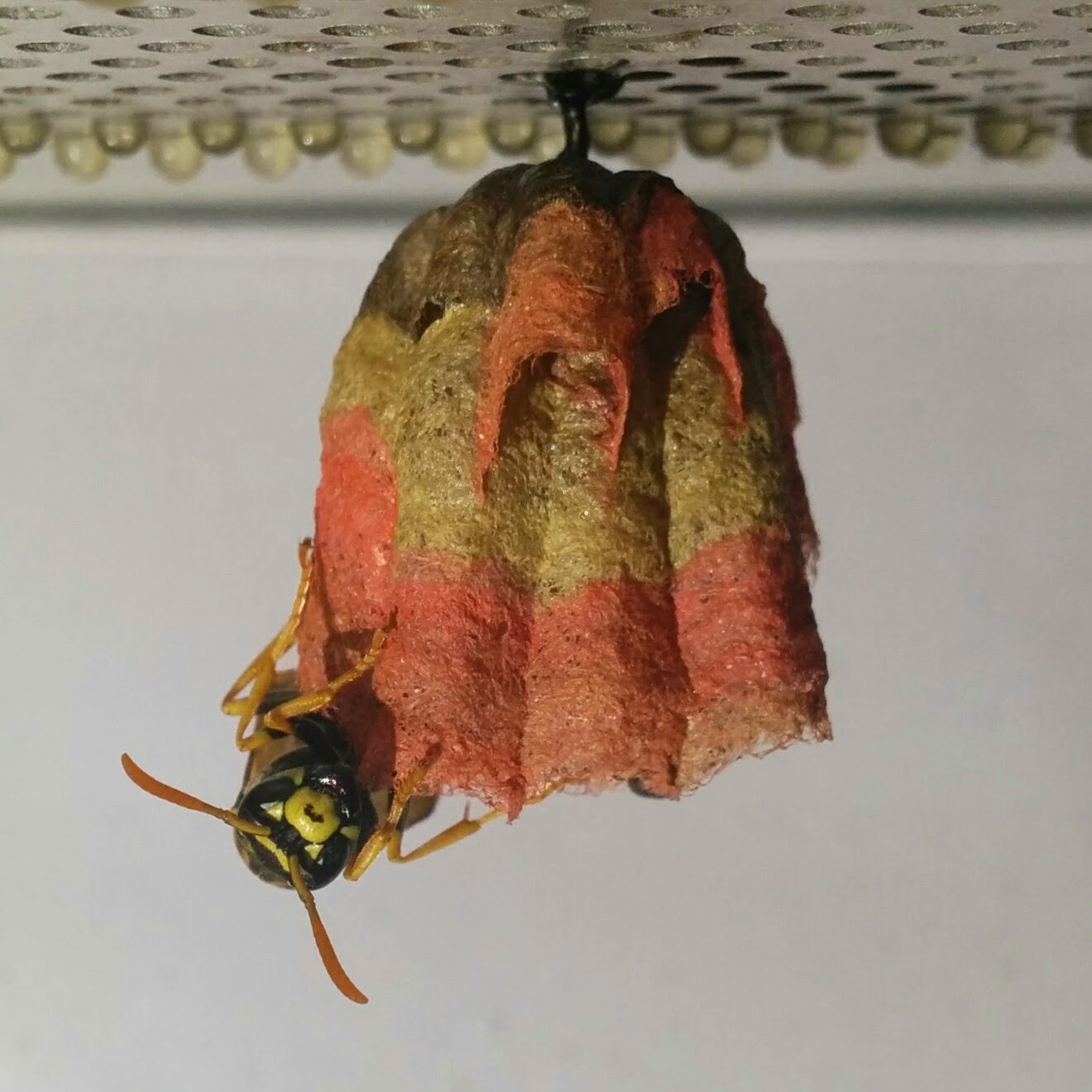 Busy Wasps Build Beautiful Rainbow Nest Using Colorful Construction ...