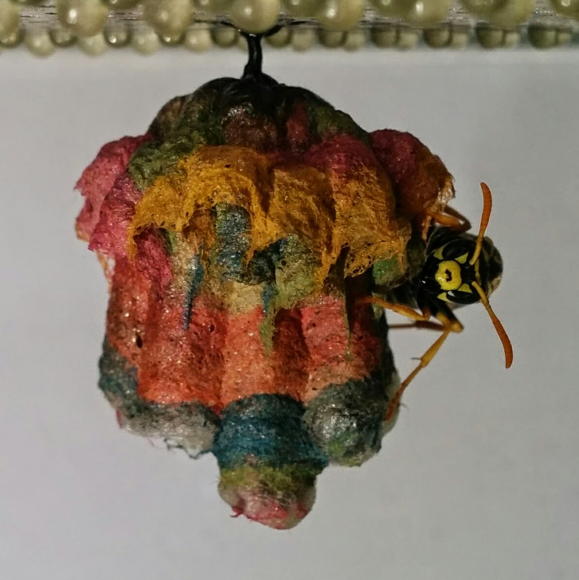 Busy Wasps Build Beautiful Rainbow Nest Using Colorful Construction ...