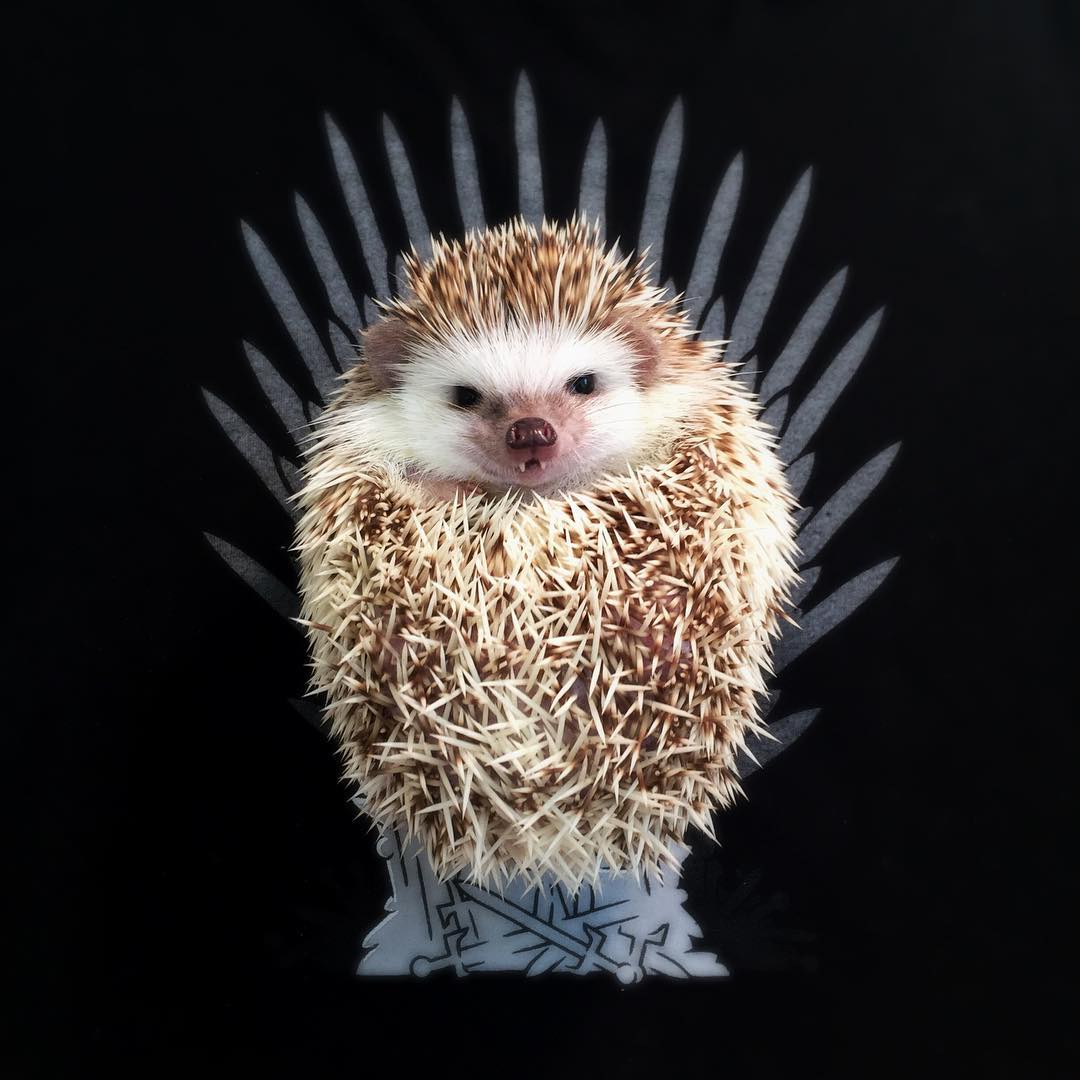 A Sweet Little Hedgehog Who Bares His Fierce Pointy Fangs Like a Vampire