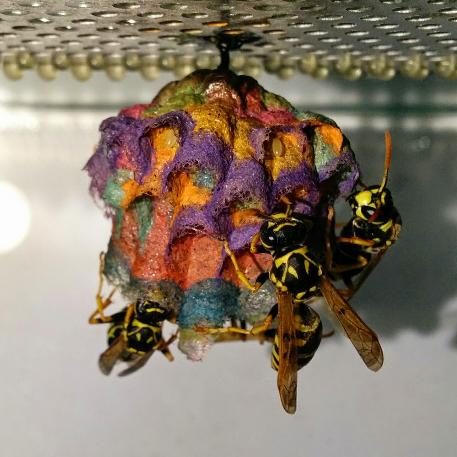Busy Wasps Build Beautiful Rainbow Nest Using Colorful Construction ...