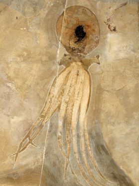 A Stunning Illustration of a 95 Million Year Old Octopus Drawn With Its ...