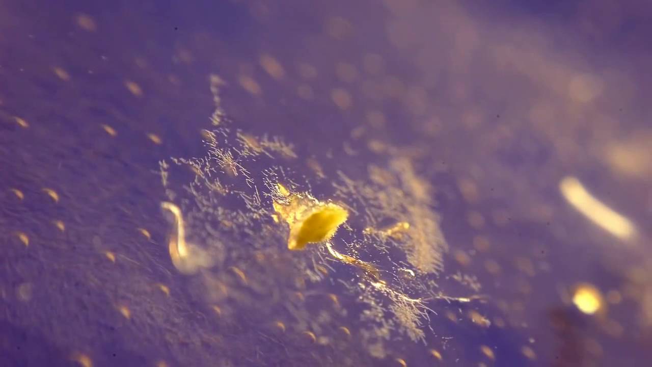 The Game of Thrones Intro Recreated Using Time Lapse Footage of Mold ...