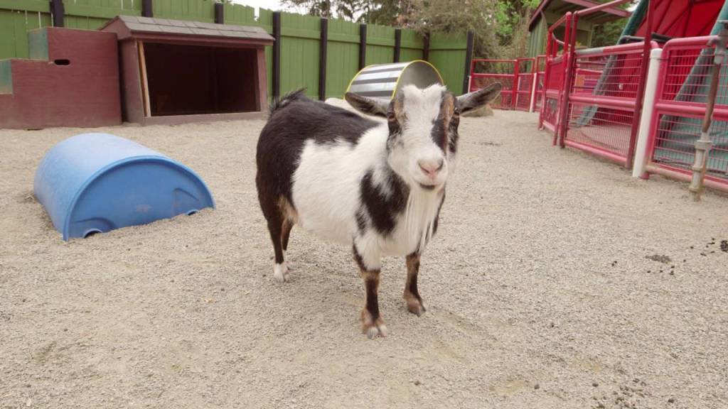 The Goats of Point Defiance Zoo Come Out to Play on a Beautiful Spring ...
