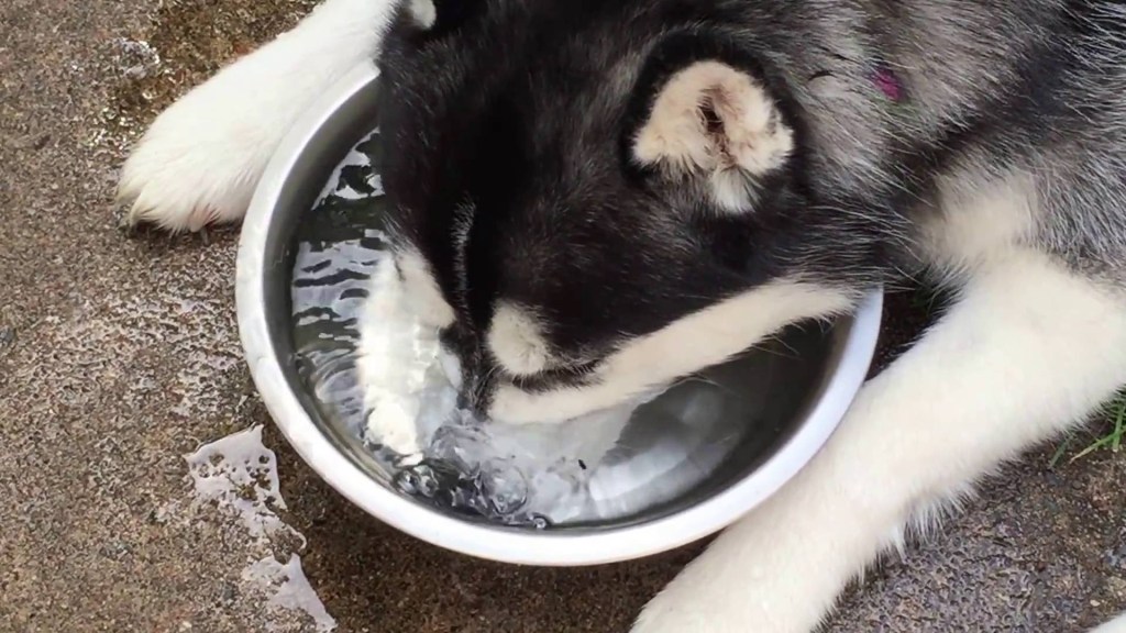 A Beautiful Husky Adorably Blows Bubbles Whenever She Drinks From Her ...
