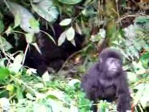 A Cautious Baby Gorilla Repeatedly Falls Down From the Sheer Effort of ...