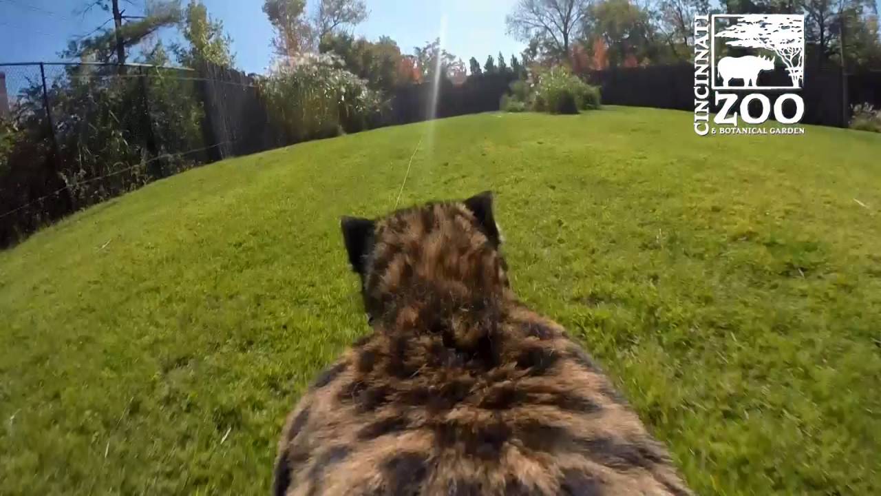 A Remarkable First Hand View of a Cheetah Running Full-Speed Through a ...