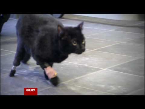 Amputee Cat Receives New Bionic Rear Feet