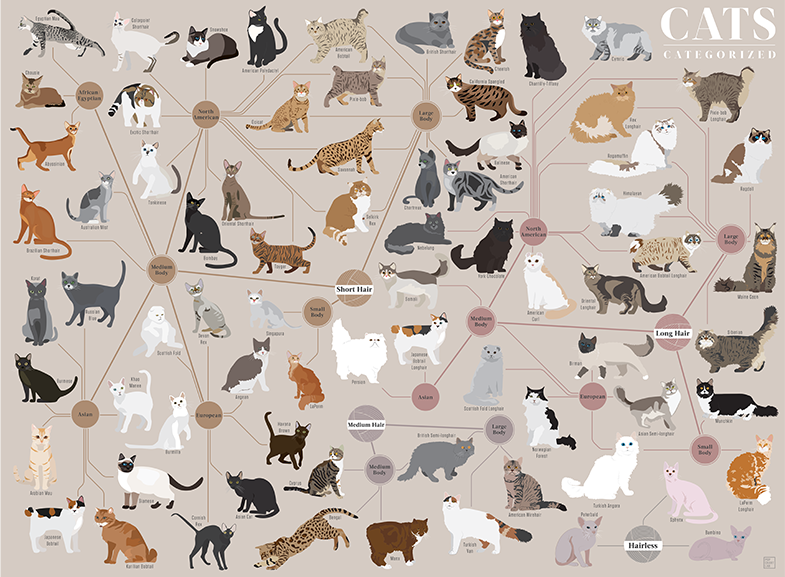 Cats Categorized, An Art Print That Organizes Felines By Physical ...