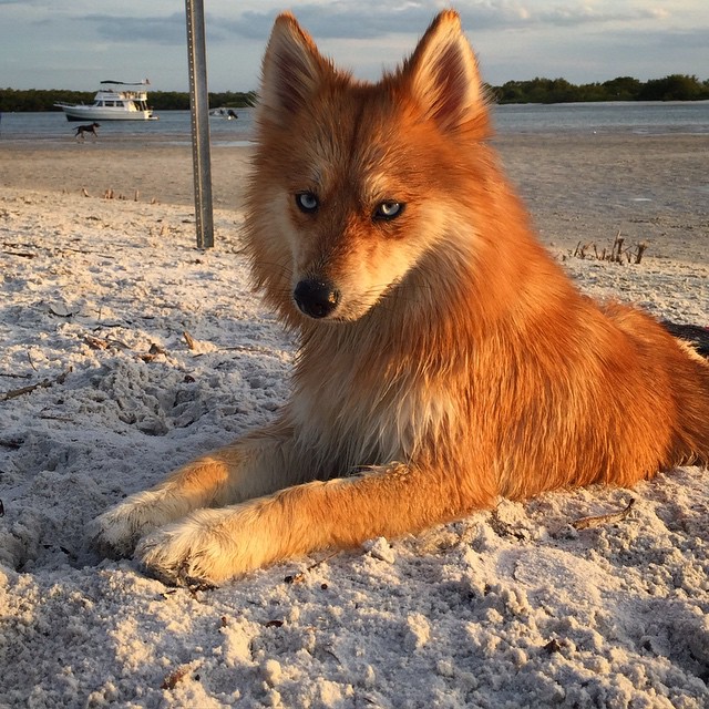 Mya the Pomsky, A Gorgeous Dog Who's a Foxy Combination of Pomeranian ...