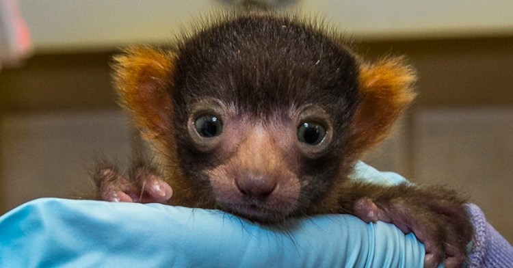 A Rare Red Ruffed Newborn Lemur Explores His Brand New World With Great ...