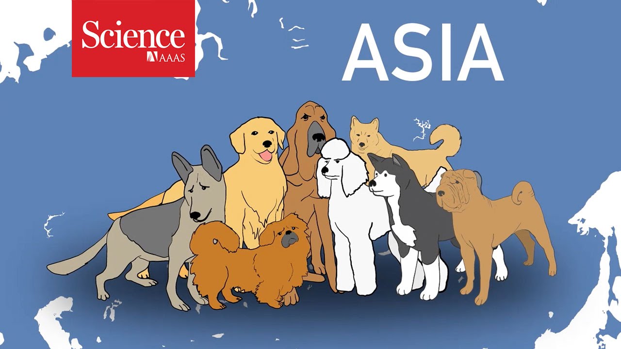 Scientists Discover That Dogs May Have Been Domesticated More Than Once