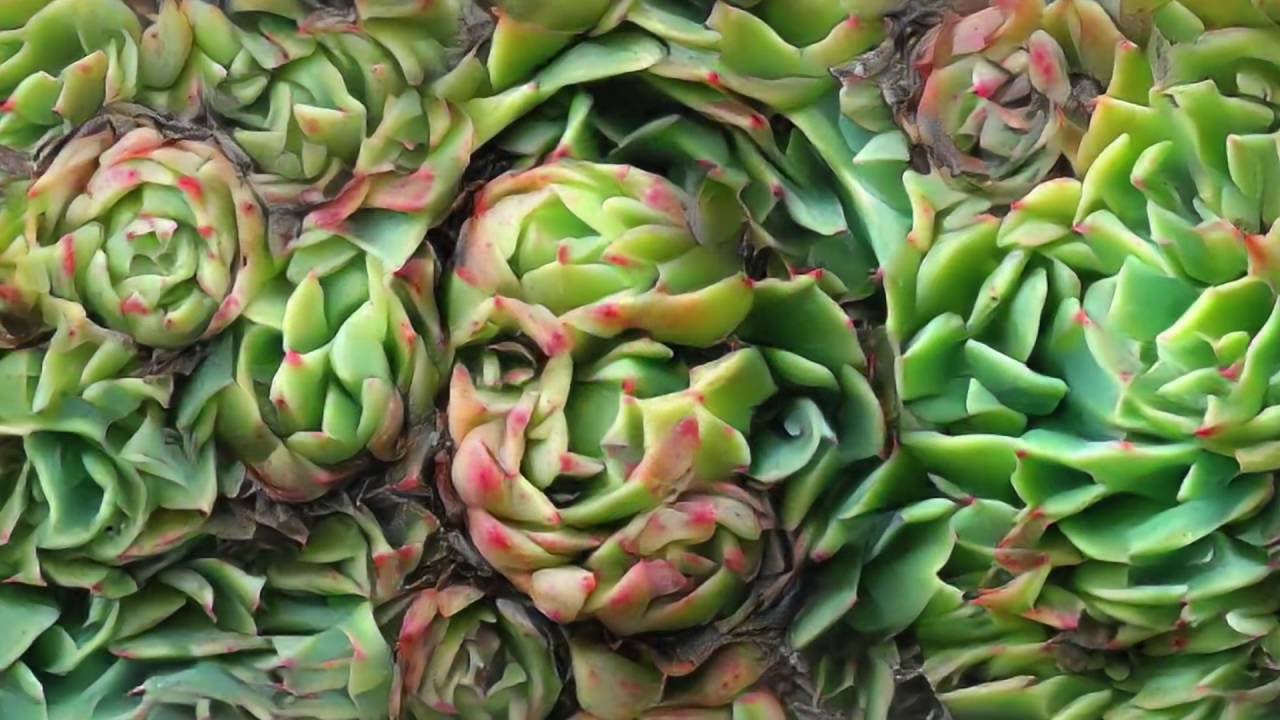 Pikazo, An App That Recreates Source Images in Any Style Using a ...