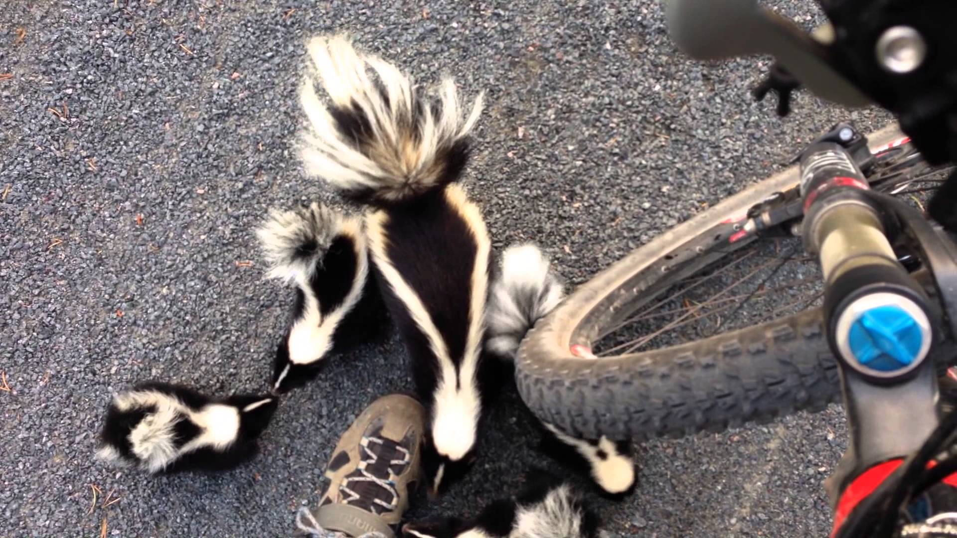 A Family of Curious Skunks Adorably Waddle Towards a Bicycling Human in ...