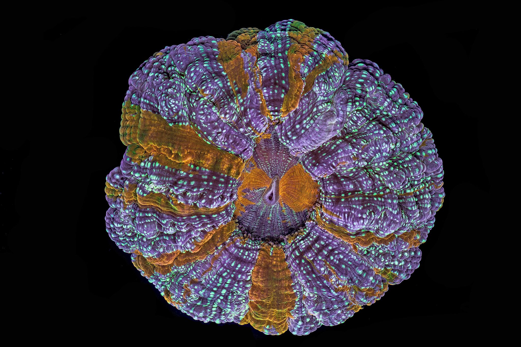 A Stunning Timelapse Revealing the Gorgeous Colors of Coral As Seen ...