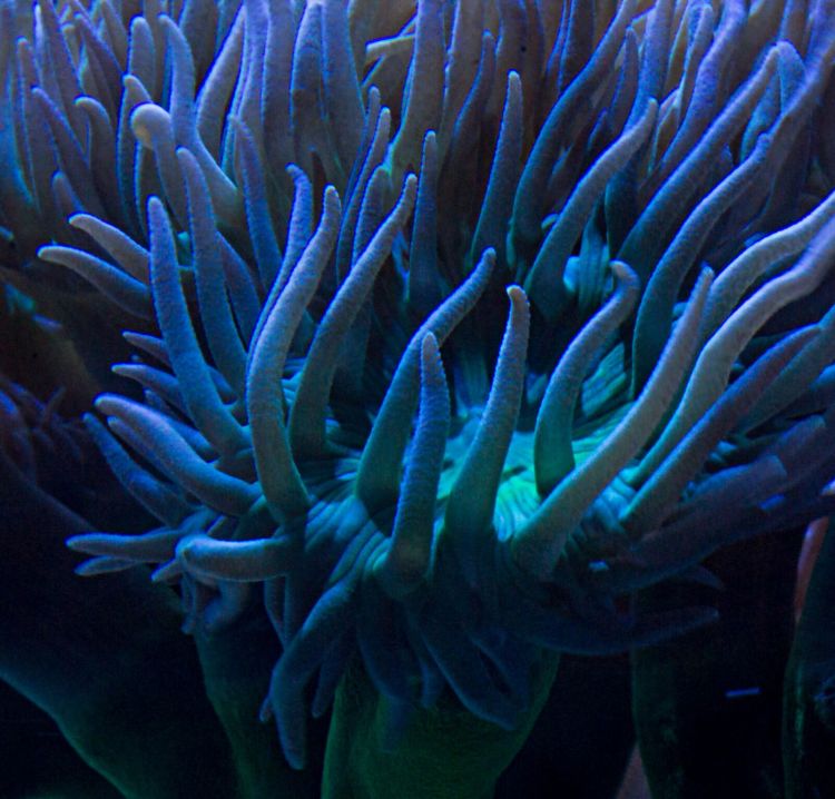 A Stunning Timelapse Revealing the Gorgeous Colors of Coral As Seen ...