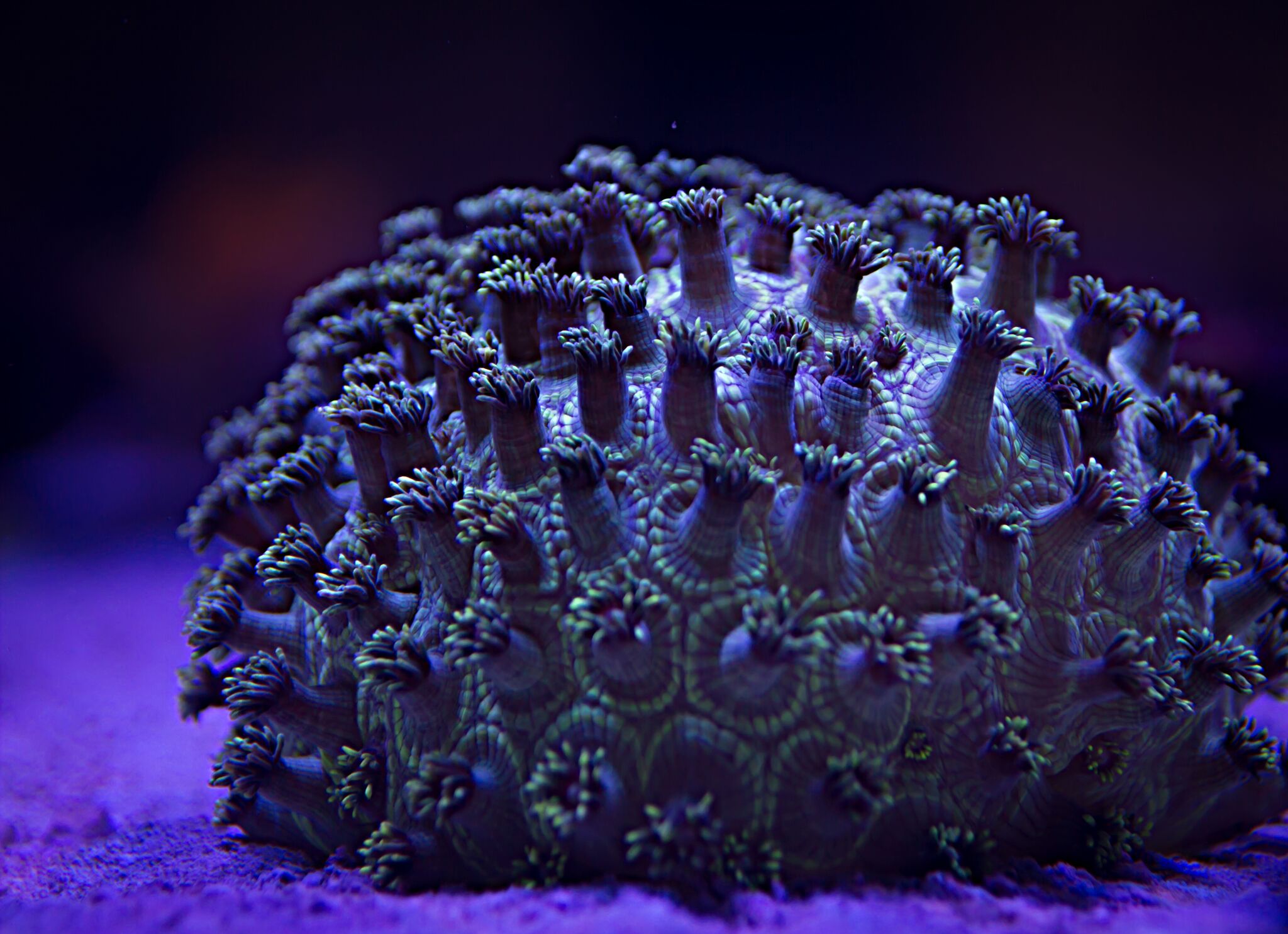 A Stunning Timelapse Revealing the Gorgeous Colors of Coral As Seen ...