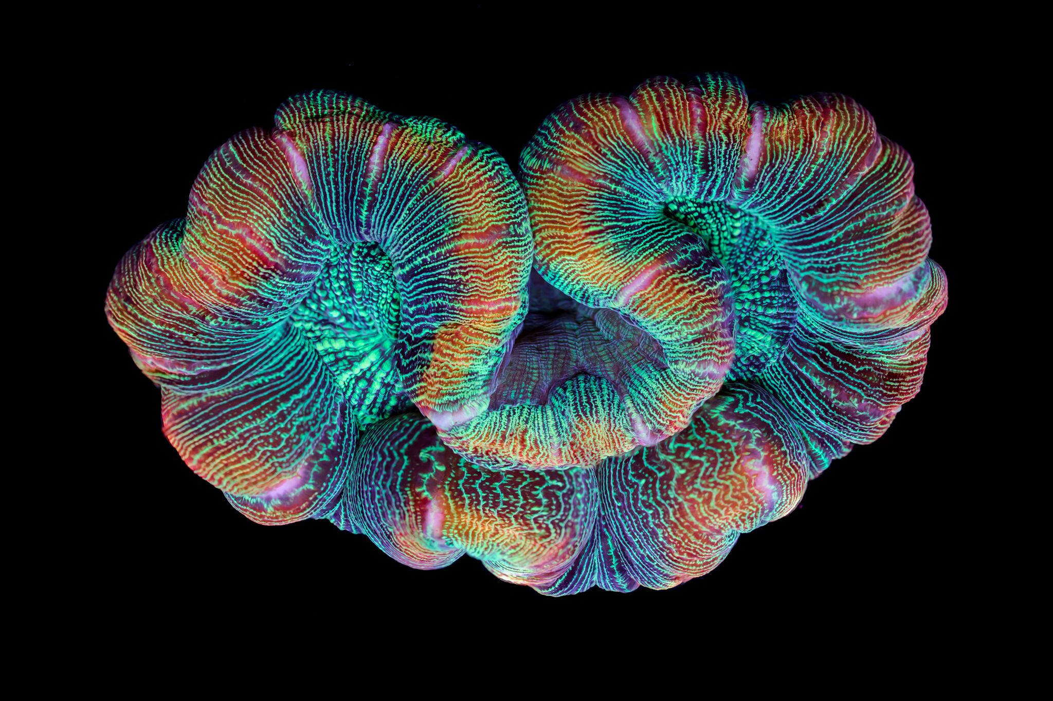 A Stunning Timelapse Revealing the Gorgeous Colors of Coral As Seen ...