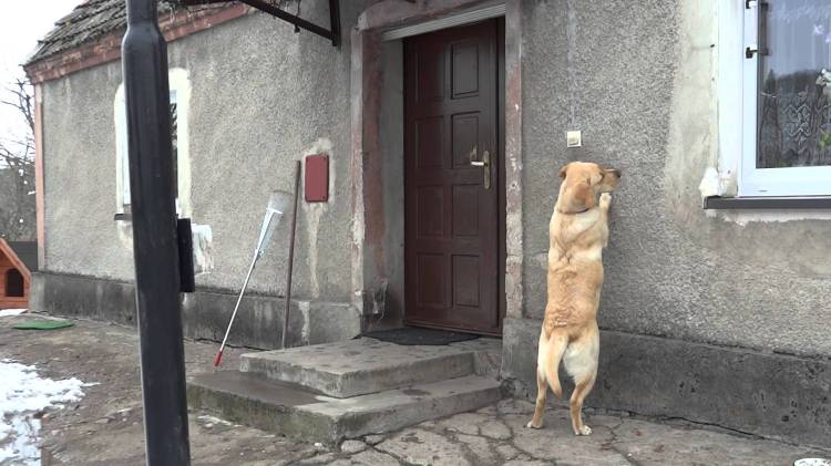 A Persistent Dog Politely Rings the Doorbell When She Wants to Come Inside